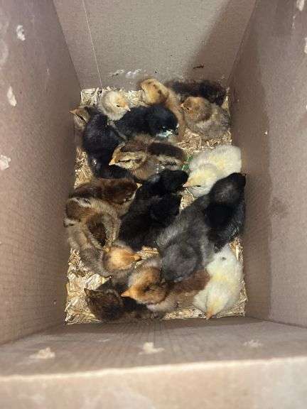 19 Chicks - 1 Wk Old - See Description - Rogers Community Auction Inc.