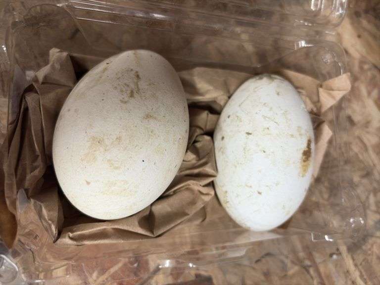 2 Fertile Embden/Toulouse Goose Eggs - Rogers Community Auction Inc.