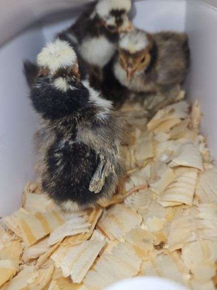 4 Polish Chicks - Rogers Community Auction Inc.