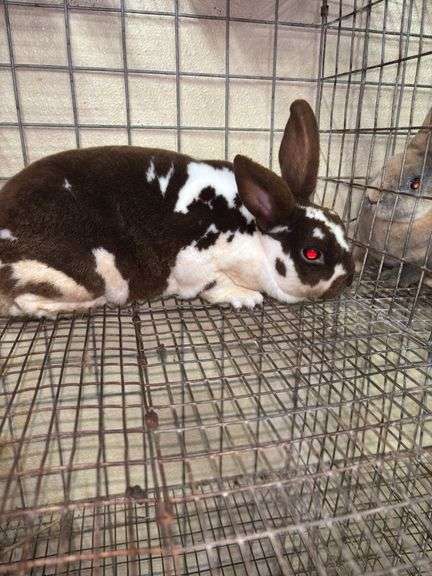 Broken Chocolate Mini Rex Buck - Tri Color Carrier - Rogers Community ...