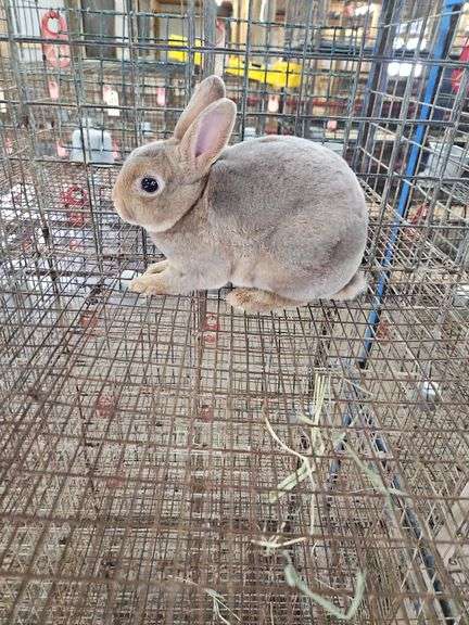 Lynx Mini Rex Jr Buck - 5 Mos Old - Showable - Rogers Community Auction ...