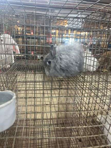 Blue Chin Jersey Wooly Buck - Rogers Community Auction Inc.