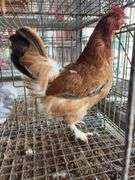 2 Hens - 1 Wheaton Maran & 1 Splash - Rogers Community Auction Inc.