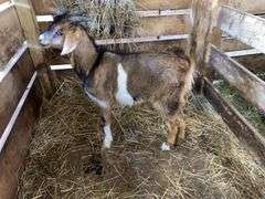 Tri Color Kiko Billy - 4 Mos Old - Rogers Community Auction Inc.