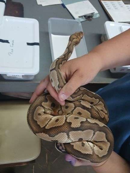 Proven Breeder Clown Ball Python - Rogers Community Auction Inc.