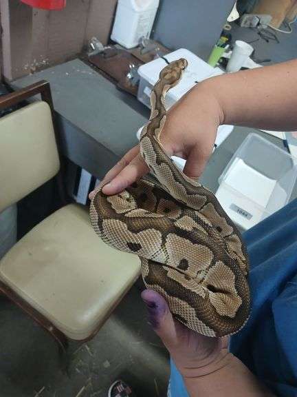 Proven Breeder Clown Ball Python - Rogers Community Auction Inc.