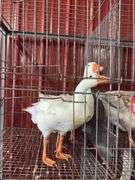 2 Sebastian Geese - Rogers Community Auction Inc.