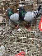 2 Blue Bar Shafier Pigeons - Rogers Community Auction Inc.