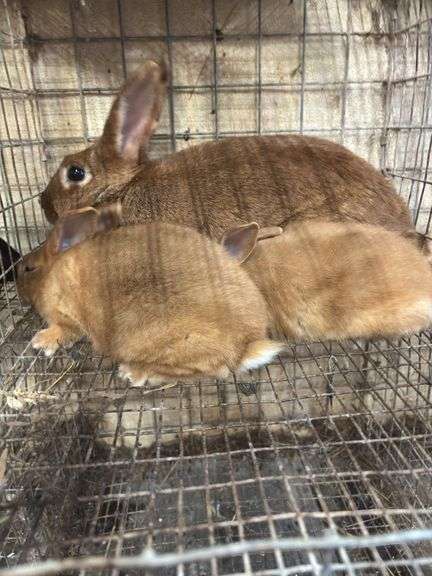 New Zealand Red Doe (2 Yrs Old) w/ 2 Babies (5 Wks Old) Sells As A ...