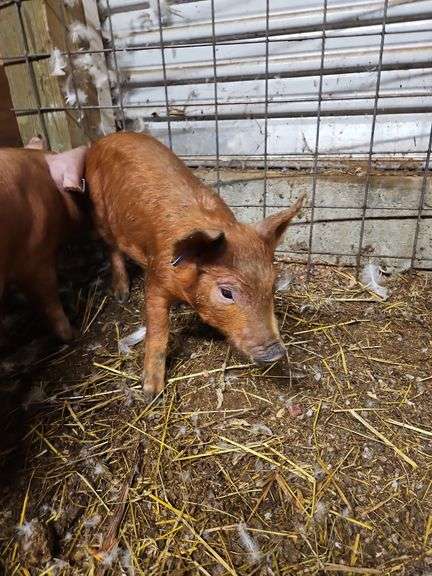 Red Spotted Duroc Female Feeder Pig - Rogers Community Auction Inc.