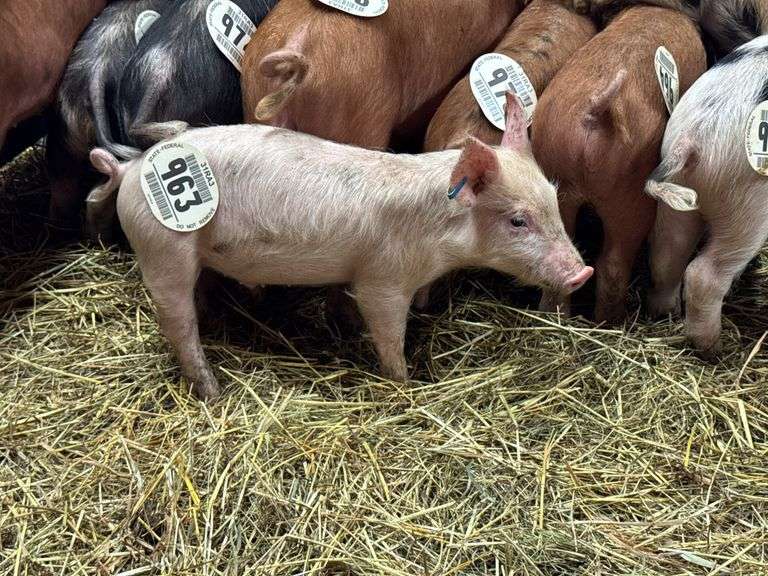 White Barrow Yorkshire Feeder Pig - Rogers Community Auction Inc.