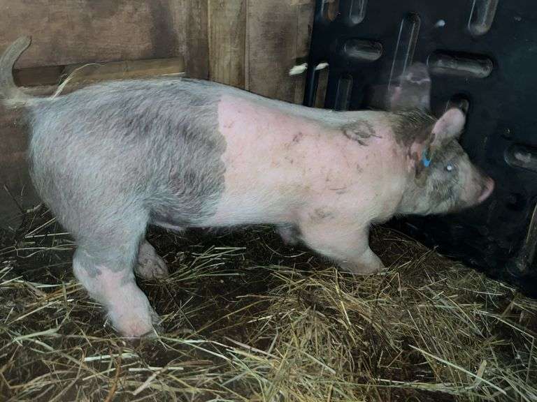 White & Black Brown Barrow Feeder Pig - Rogers Community Auction Inc.