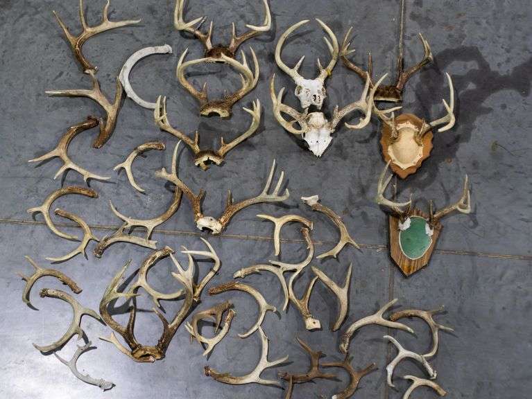 Assorted Whitetail Deer Racks - RES Auction Services