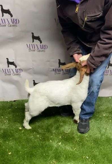 Maynard Boer Goats - Boer Wether - RES Auction Services