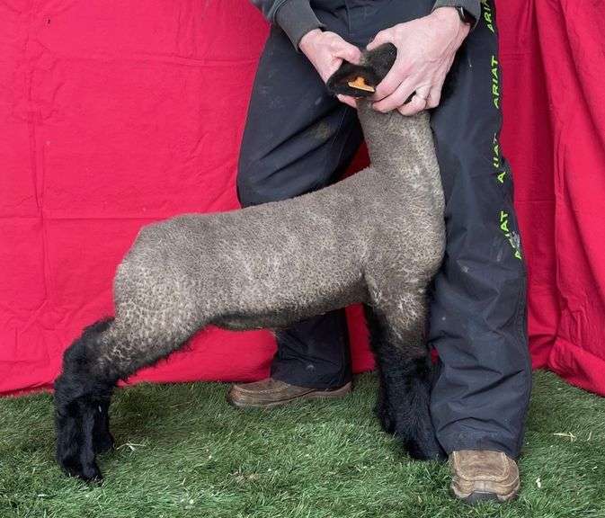 Johnson Show Lambs - Crossbred Wether - RES Auction Services