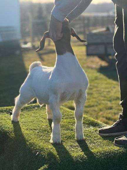M & S Show Goats - Boer Wether - RES Auction Services