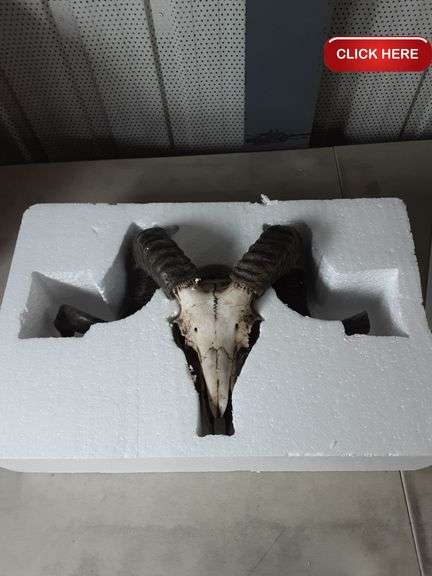 Ram skull - Rideau Auctions