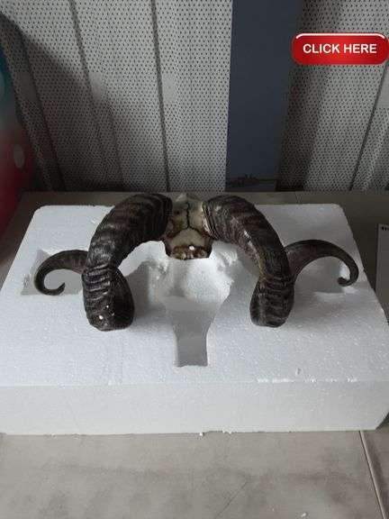 Ram skull - Rideau Auctions