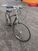 Giant Cypress - Rideau Auctions