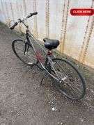 Giant Cypress - Rideau Auctions