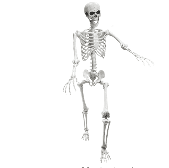 5.4Ft Posable Life Size Human Adult Skeleton | Open Box | (See ...