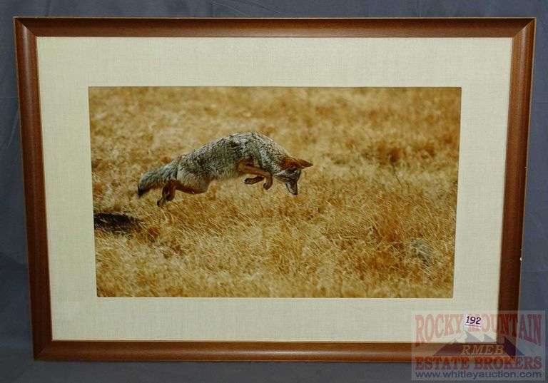 "Hidden Prey" Limited Edition Coyote Print from Wildlife Photographer ...