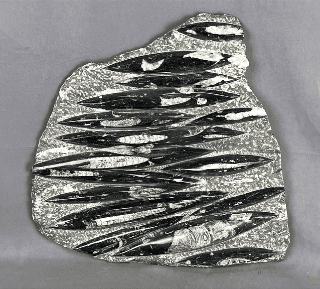 15"x15" Orthoceras Fossil Plate - Stunning Prehistoric Display - Rocky ...