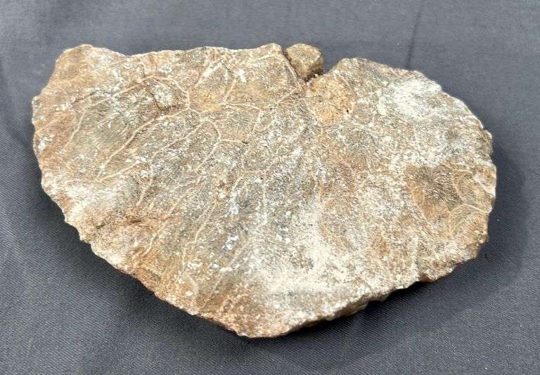 4" Devonian Sun Coral Fossil Specimen. These are said to be ...