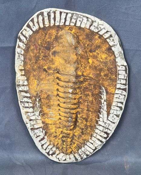 Neat 10" Trilobite Fossil. Trilobites are extinct marine life that ...