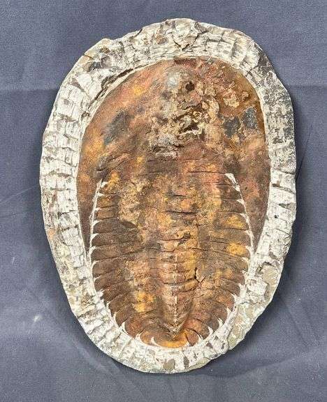Neat 10" Trilobite Fossil. Trilobites are extinct marine life that ...