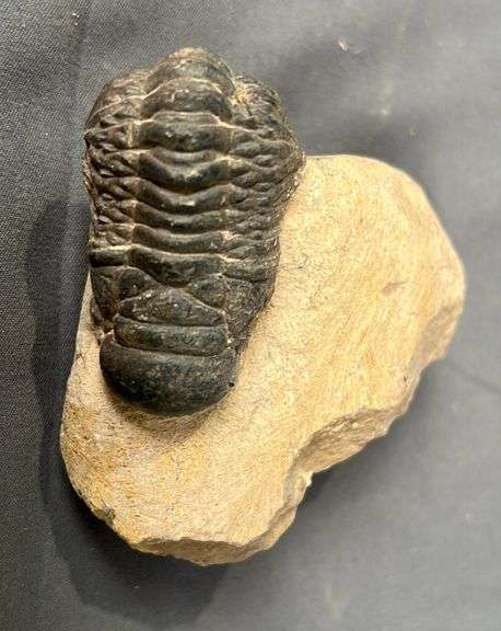 Very Cool Trilobite Fossil Specimen, 2.5". Trilobite fossils date back ...