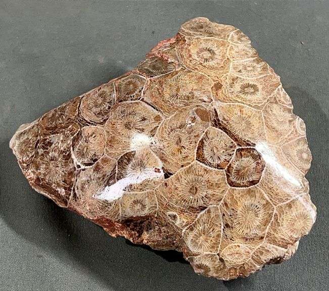 4.5" Polished Devonian Sun Coral Fossil Specimen. These are said to be ...