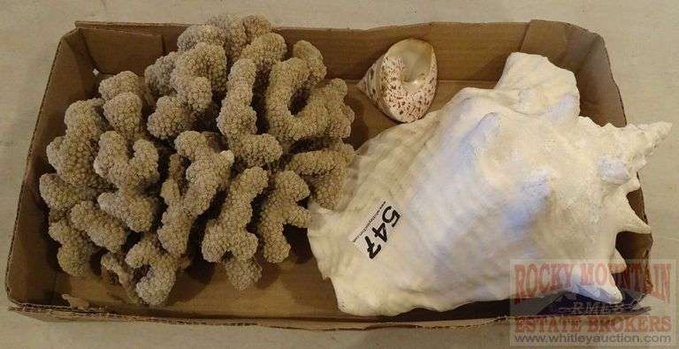 Large Piece of Coral & Concha Shell. Both for one money. - Rocky ...