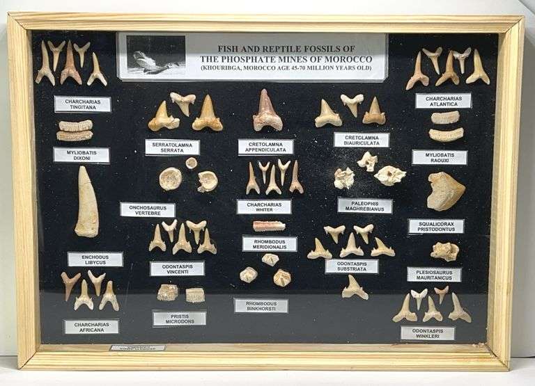 Shadowbox Picture Frame with Asst. Fish & Reptile Fossils of Morocco ...