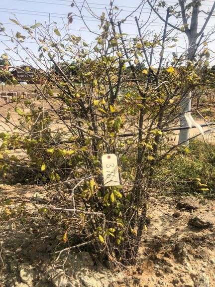 4.0 ft. Ivory Silk Lilac Clump - Roller Auctions