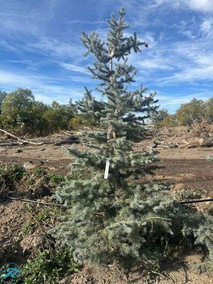 Bakeri Spruce, 8' tall - Roller Auctions