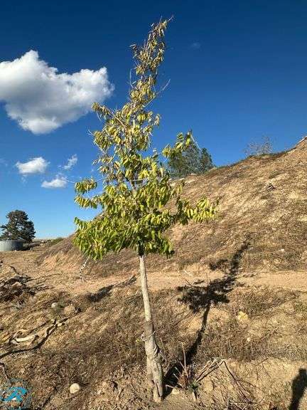 Western Hackberry, 11-12' tall, 2.5" Caliper - Roller Auctions