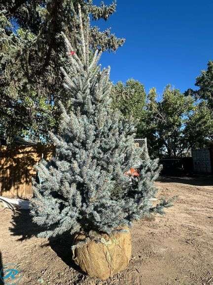 Bonny Blue Spruce, 5-6' tall - Roller Auctions
