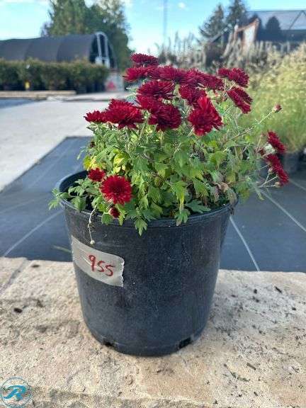 Large Red Mum - Roller Auctions