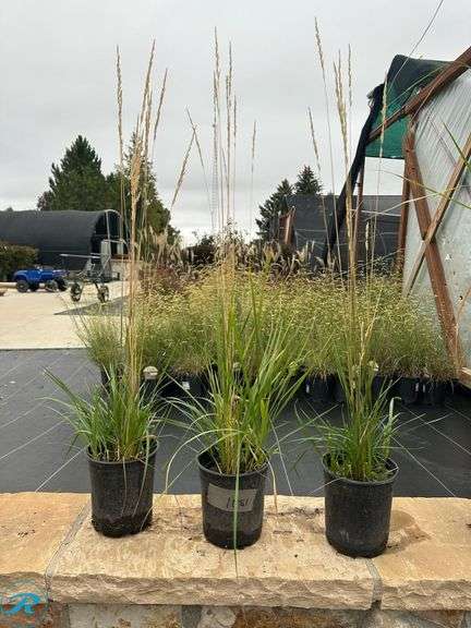 (3) Karl Forester Grass - Roller Auctions