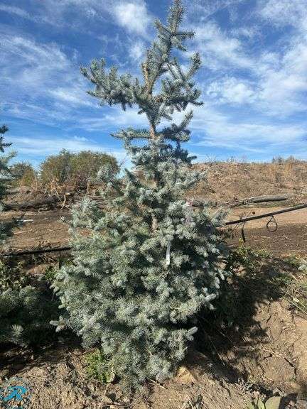 Bakeri Spruce, 6' tall - Roller Auctions