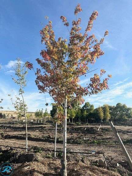 Autumn Blaze Maple, 15-16' tall, 4" Caliper - Roller Auctions