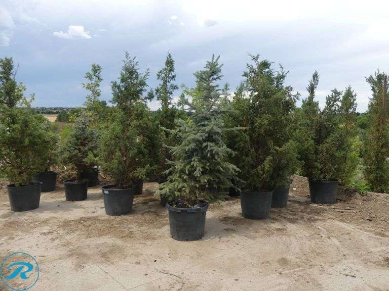 (18) Potted ‘Star Power’ Juniper and Columnar Blue Spruce Trees ...