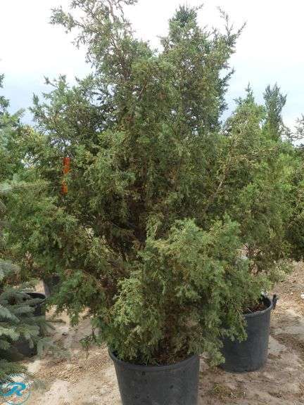 (18) Potted ‘Star Power’ Juniper and Columnar Blue Spruce Trees ...