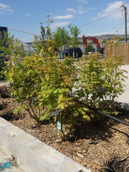 (4) Potted Northern Glow Maple Trees - Roller Auctions