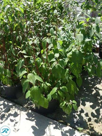 (28) Potted Bailey Red Twig Dogwood Plants - Roller Auctions