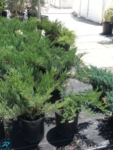 (45) Potted Juniper ‘Tammy New Blue’ Shrubs - Roller Auctions