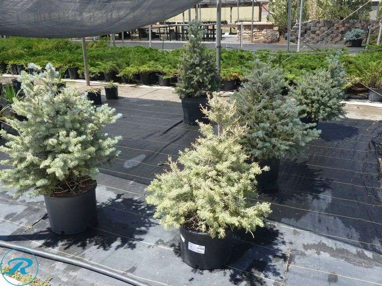 (6) Potted Baby Blue Spruce Trees - Roller Auctions