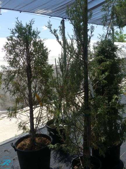 (18) Potted Junipers: Taylor, Skyrocket, and Blue Arrow - Roller Auctions