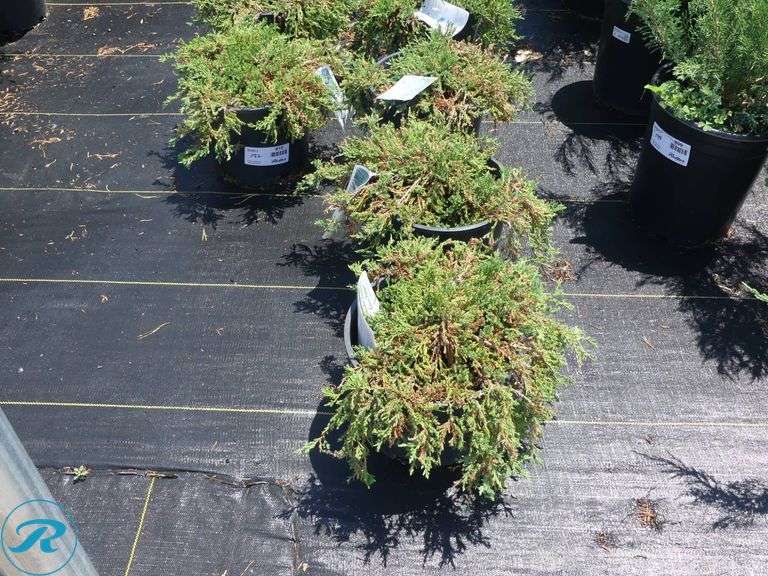 (22) Potted Windwalker Guernsey Green Juniper Shrubs - Roller Auctions
